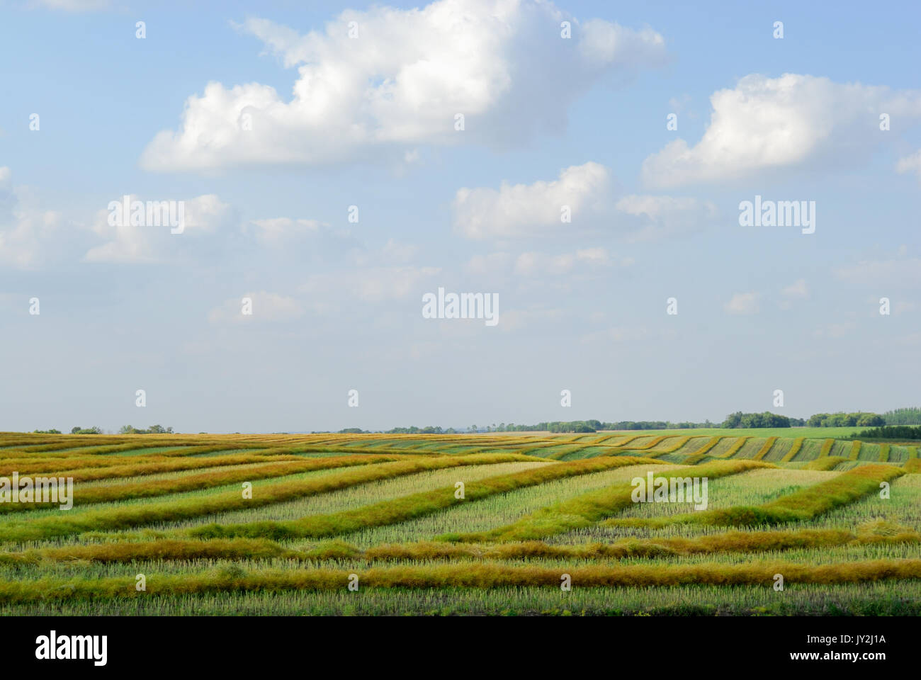 A canola field has been swathed and is ready for harvest Stock Photo ...