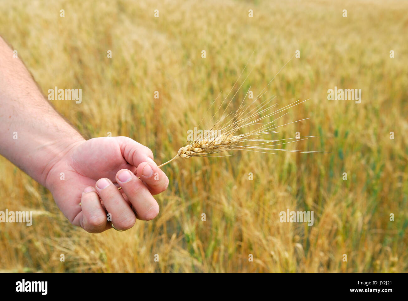 Wheat grain in farmers hand hi-res stock photography and images - Alamy