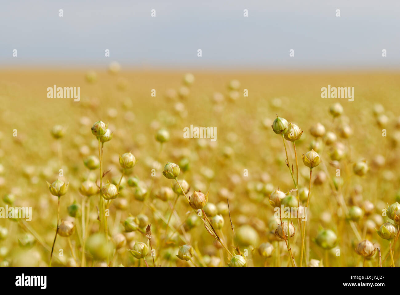 Flax seed pods hi-res stock photography and images - Alamy