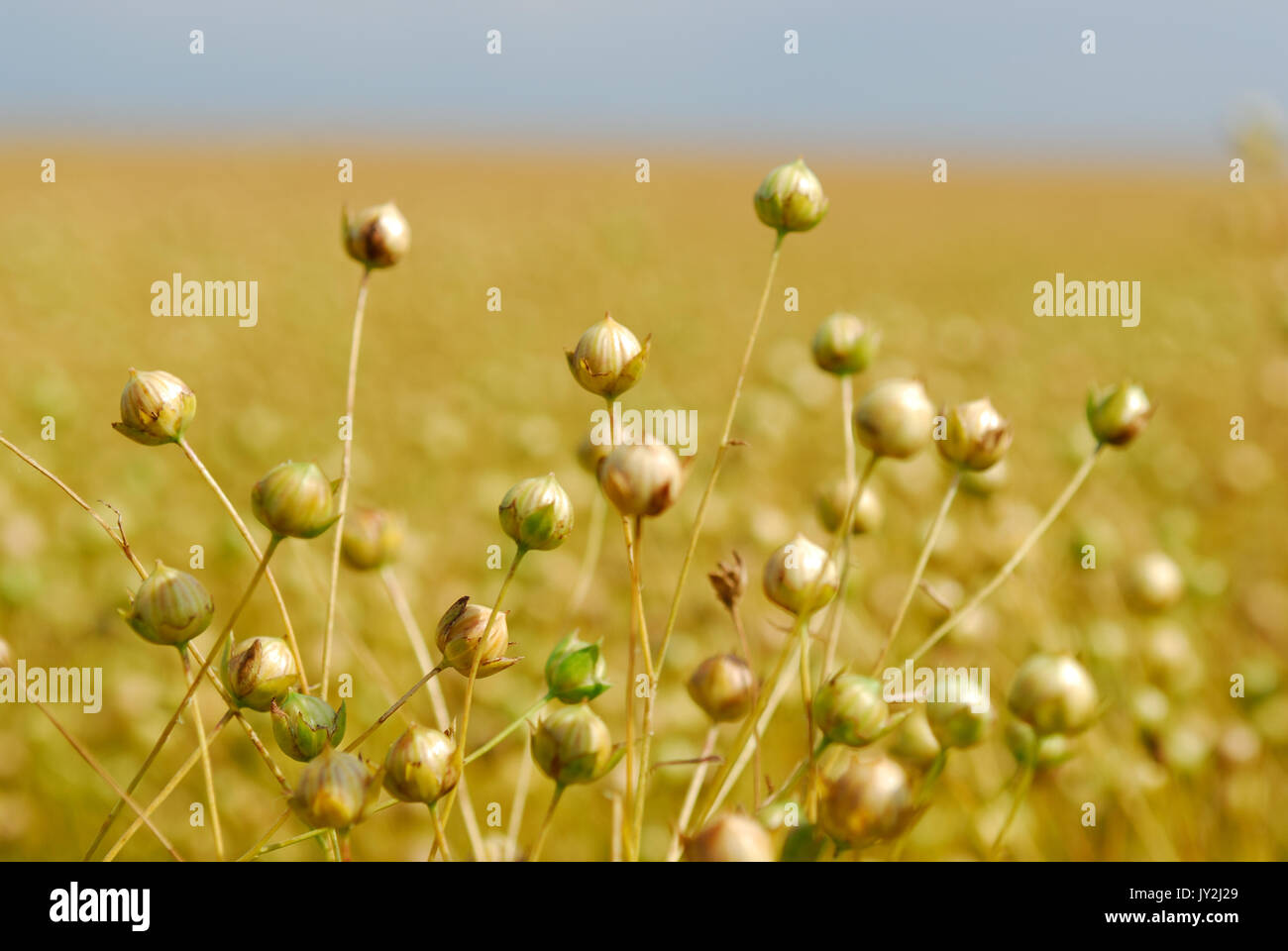 Commercial flax crop hi-res stock photography and images - Alamy