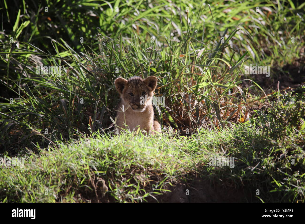 Cute Lion cub Stock Photo - Alamy