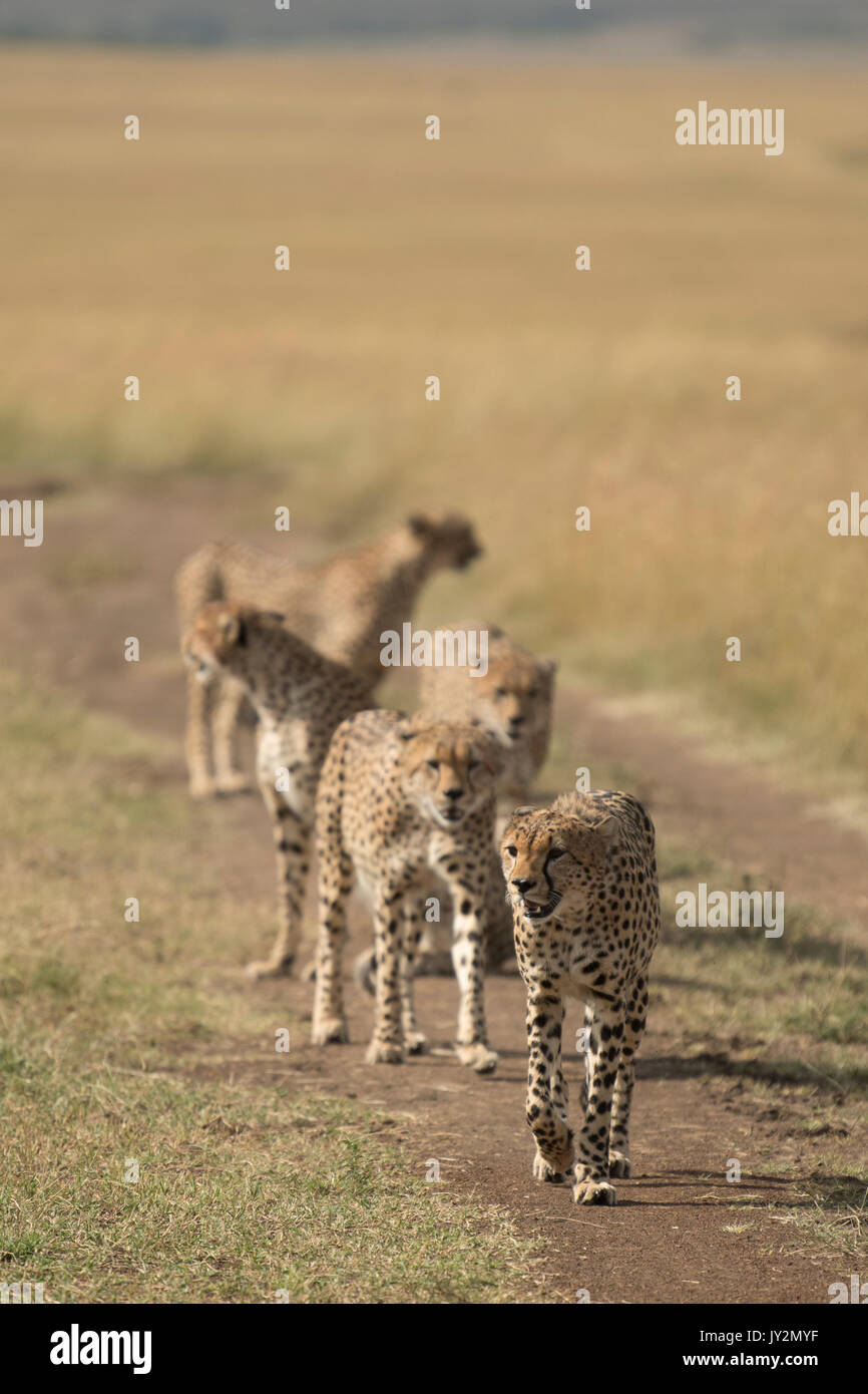 Cheetah cub walking fast hi-res stock photography and images - Alamy