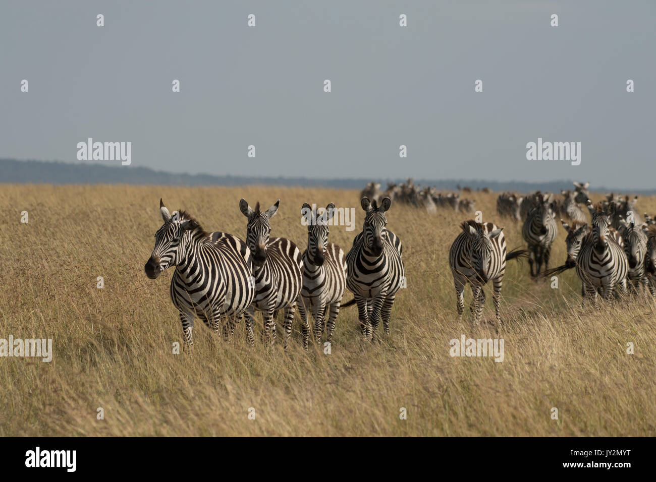 Herd of plains zebra walking in a long line during the Great Migration ...