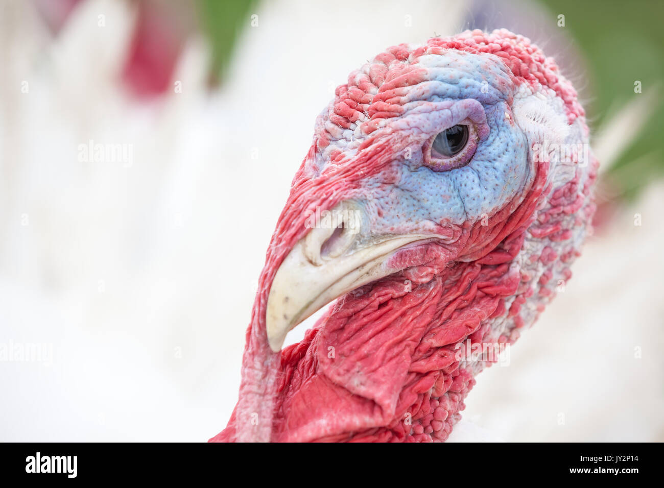 In close up, this turkey looks the beautiful colors on its head Stock ...