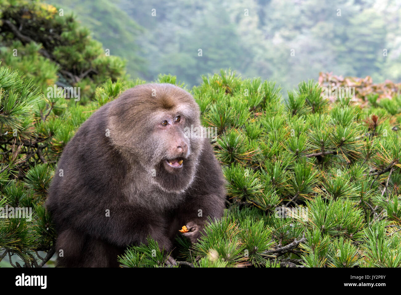 Tibetian macaque hi-res stock photography and images - Alamy