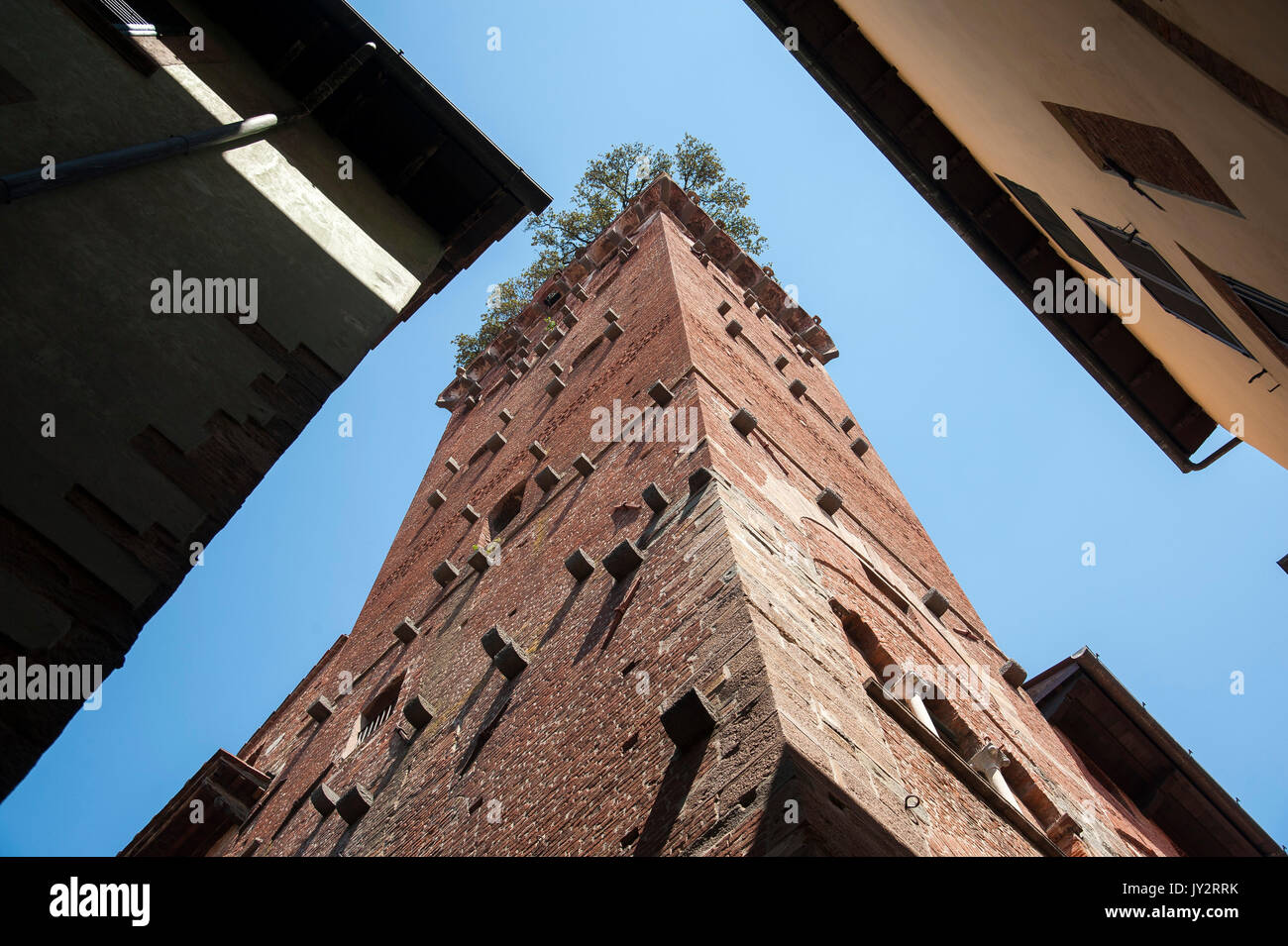Gothic torre guinigi guinigi tower with oaks in historic centre High ...