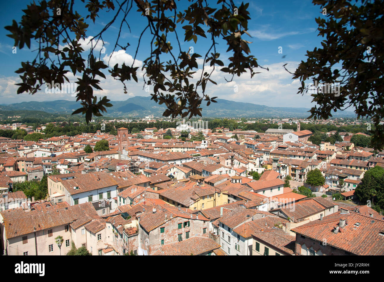 Gothic torre guinigi guinigi tower with oaks in historic centre High ...