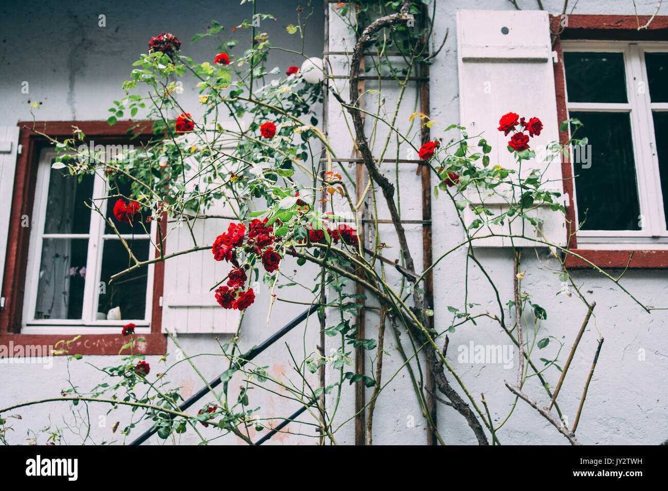 Red roses growing on an idyllic and cute gray wall with two windows ...