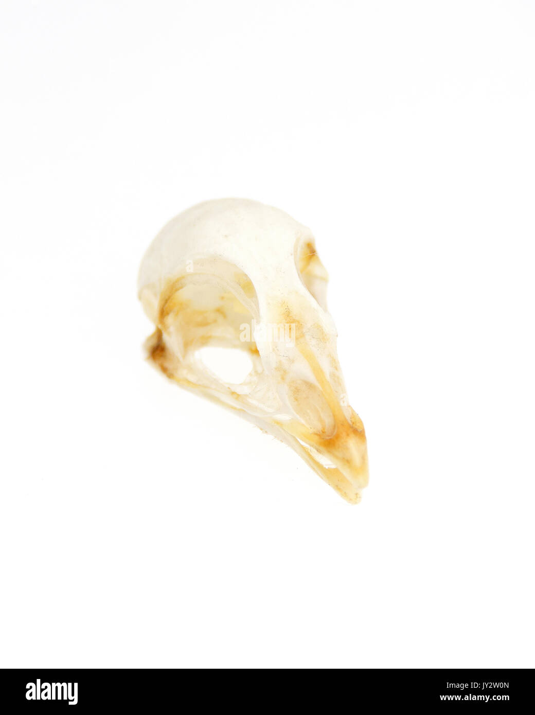 Ruffed Grouse (Bonasa umbellus) skull on white background Stock Photo ...