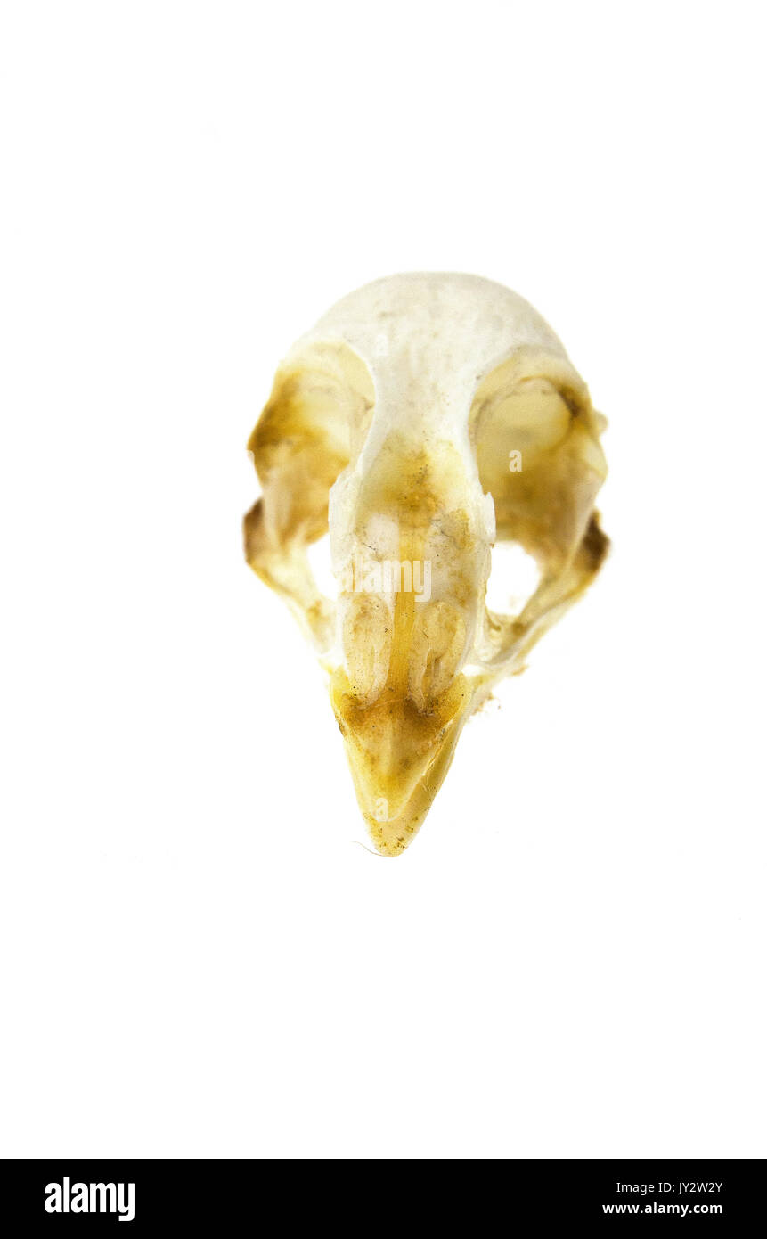 Avian anatomy hi-res stock photography and images - Alamy