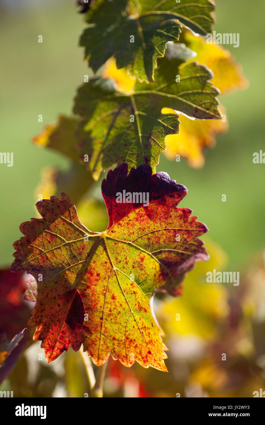 Leaves of grapevines turn vibrant colors in the Fall Stock Photo - Alamy