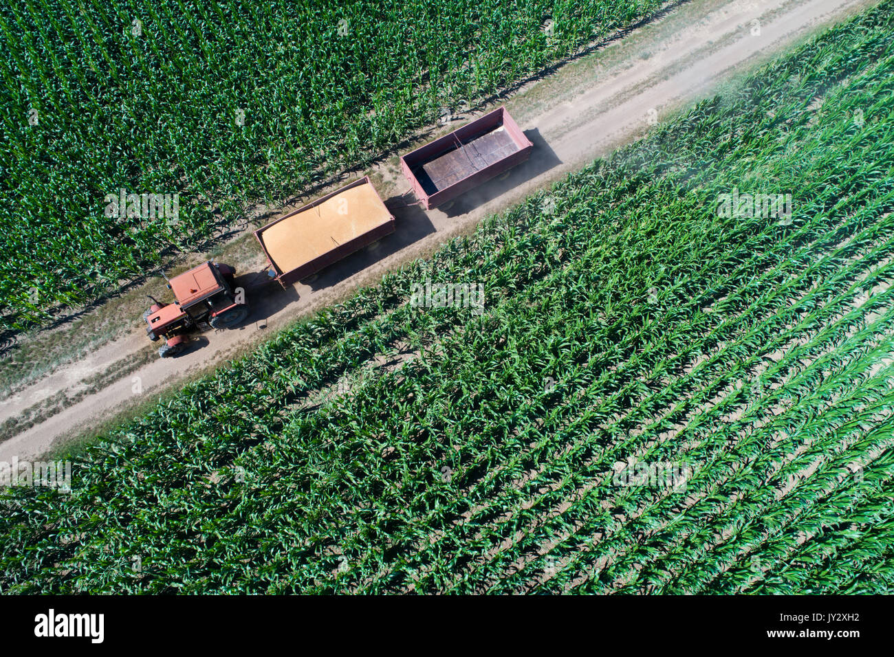 Top view of tractor with two trailers transporting wheat grains after ...