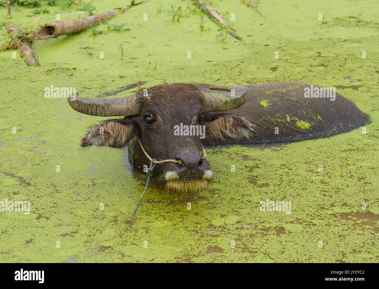 The water was so deep that this water buffalo was up to his neck Stock ...