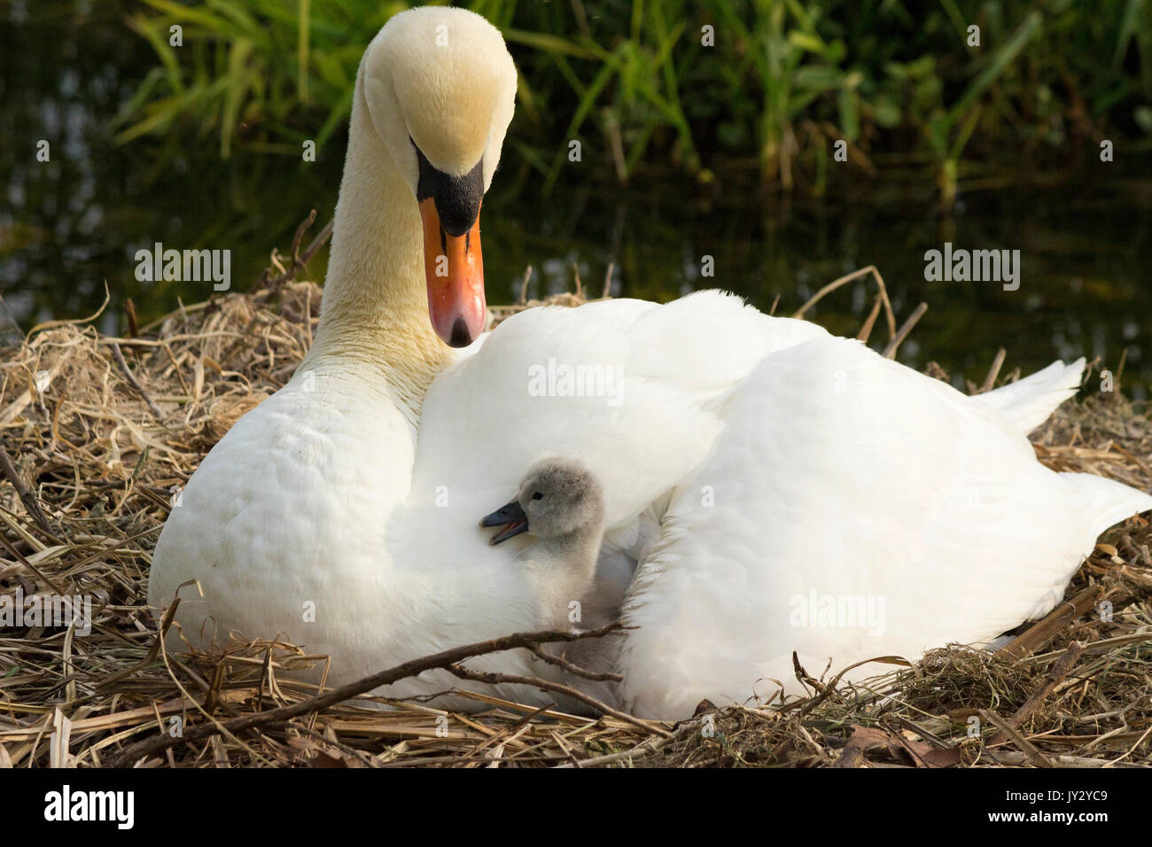 A lovely cygnet with his mother Stock Photo - Alamy
