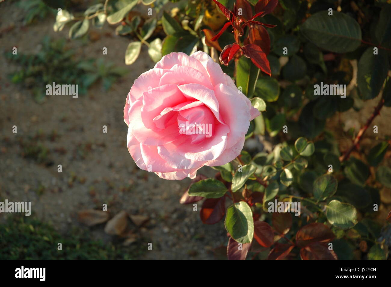 Sunny skies rose hi-res stock photography and images - Alamy