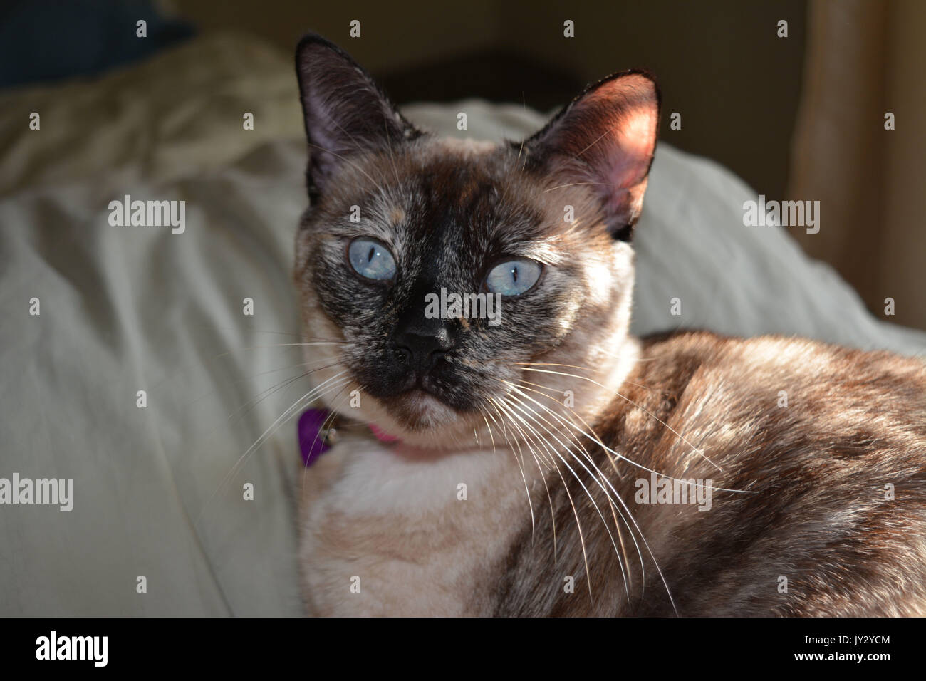 Blue point siamese cat hi-res stock photography and images - Alamy