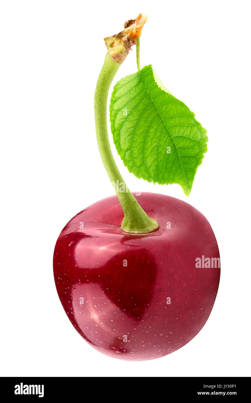 Isolated cherries. One cherry with leaf isolated on white background ...