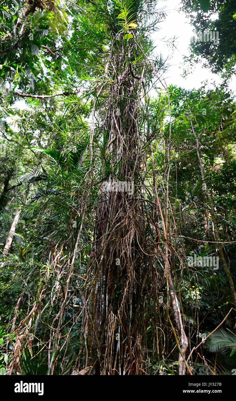 Tropical oak hi-res stock photography and images - Alamy