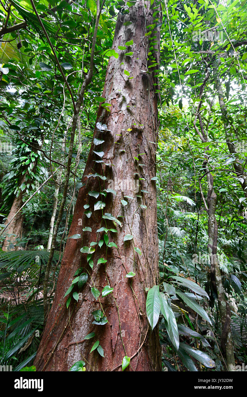 Tall ash trees hi-res stock photography and images - Alamy