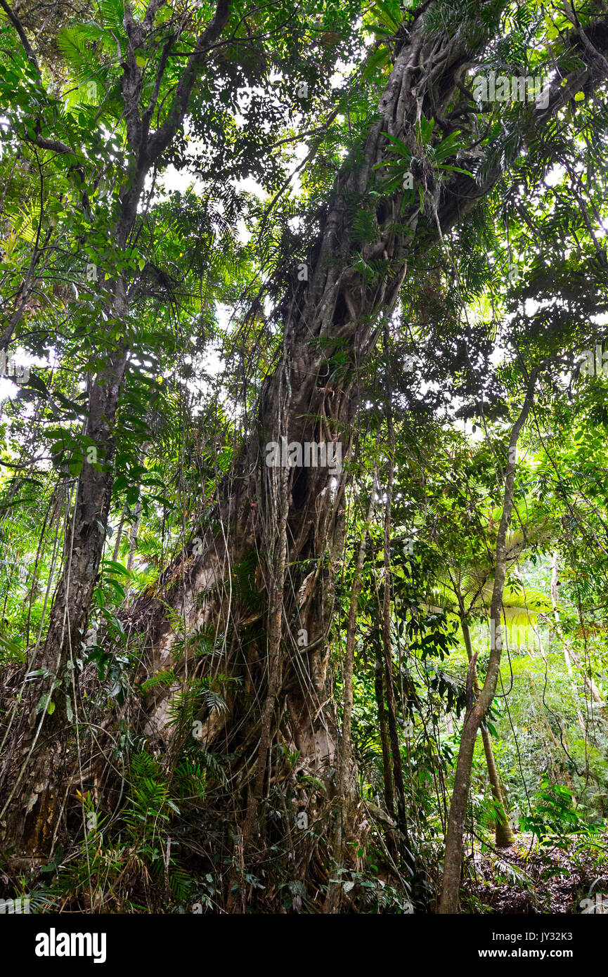 Giant Strangler Fig Tree growing in tropical rainforest, Daintree ...