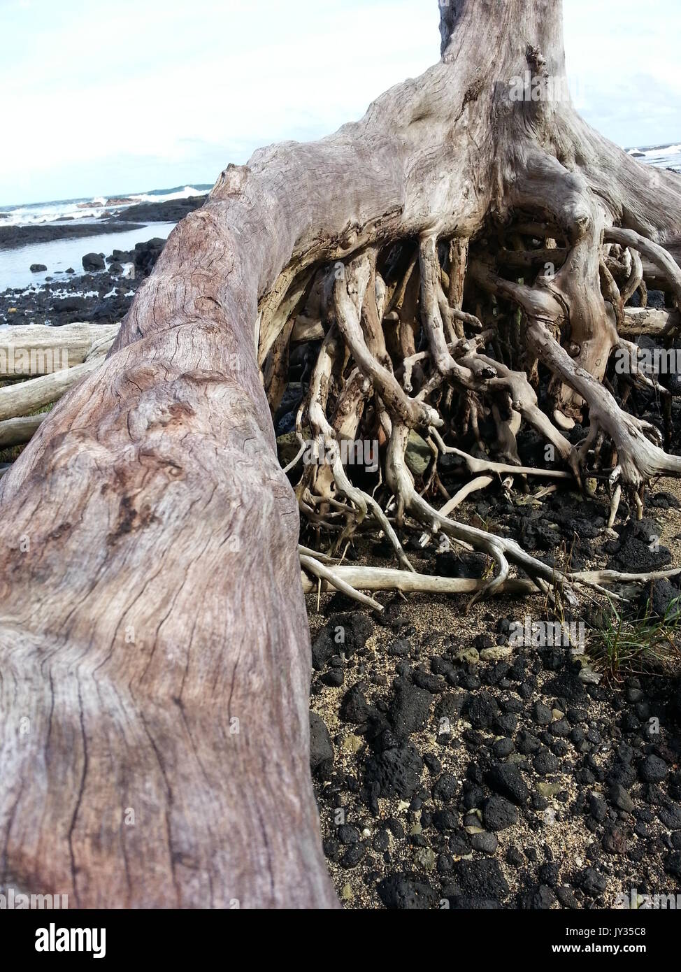 Root tree at the beach in hawaii hi-res stock photography and images ...