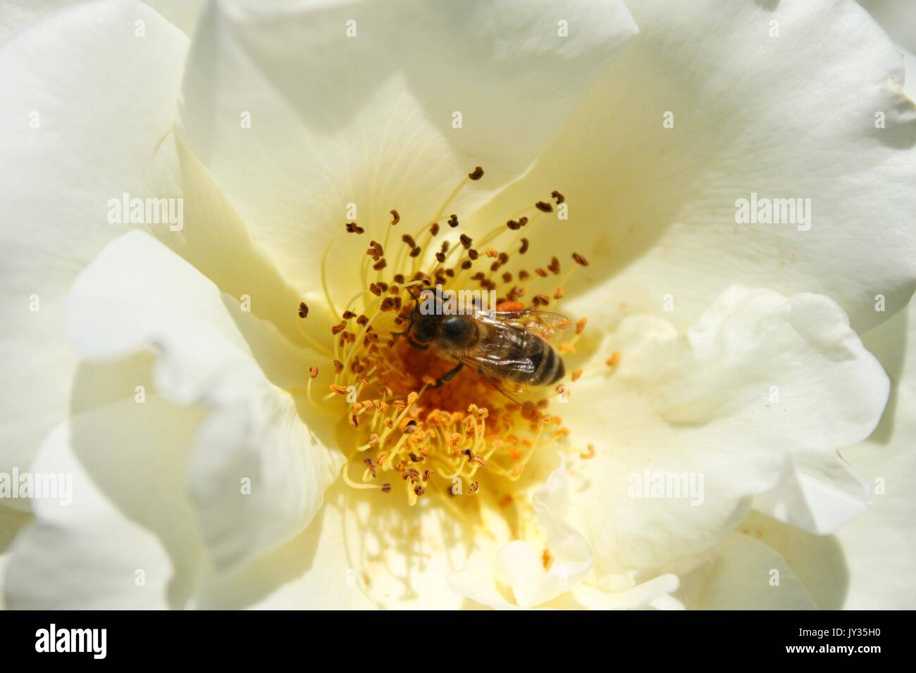 Bee collects pollen on white rose Stock Photo - Alamy