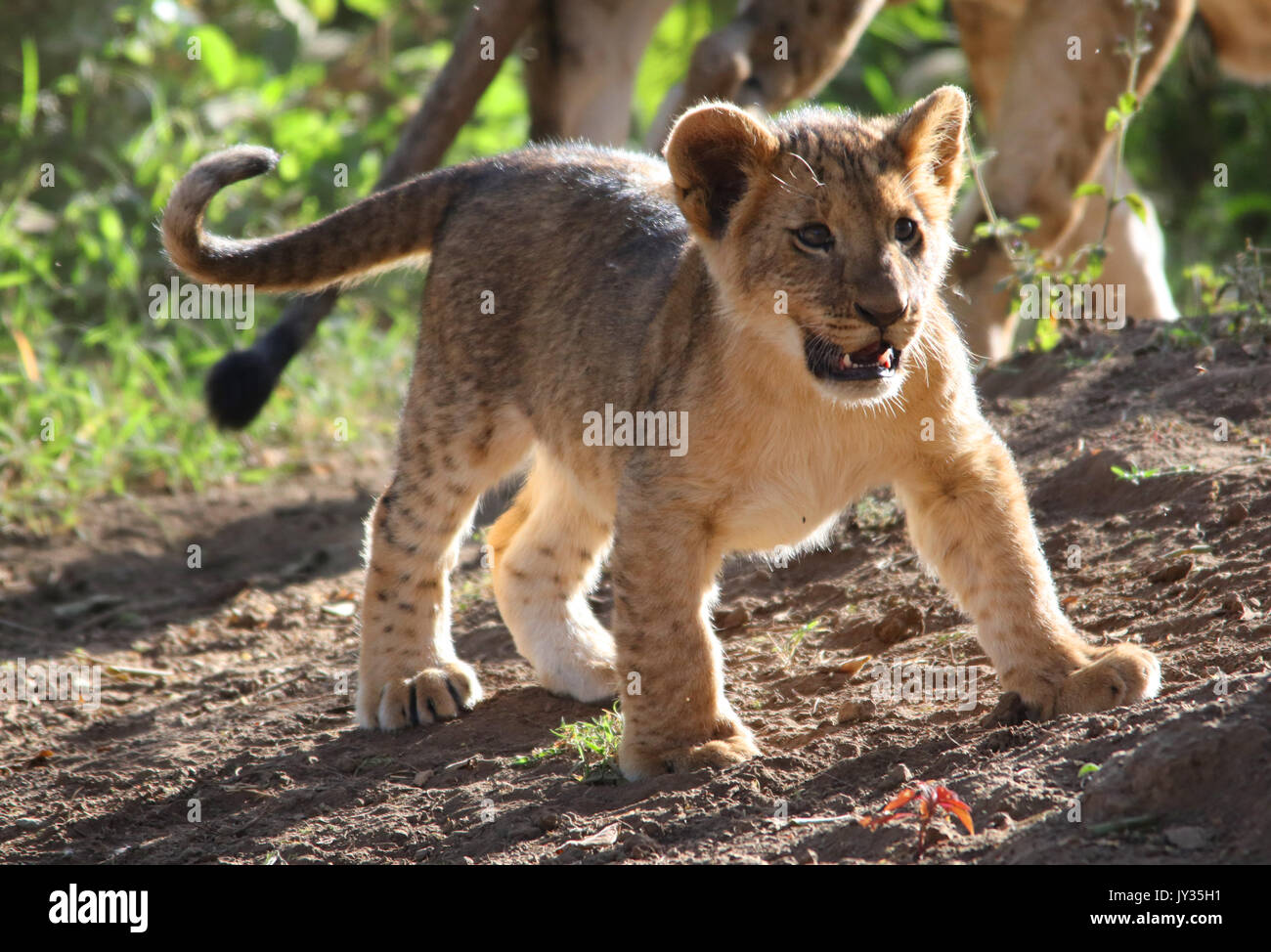 Cute Lion cub Stock Photo - Alamy