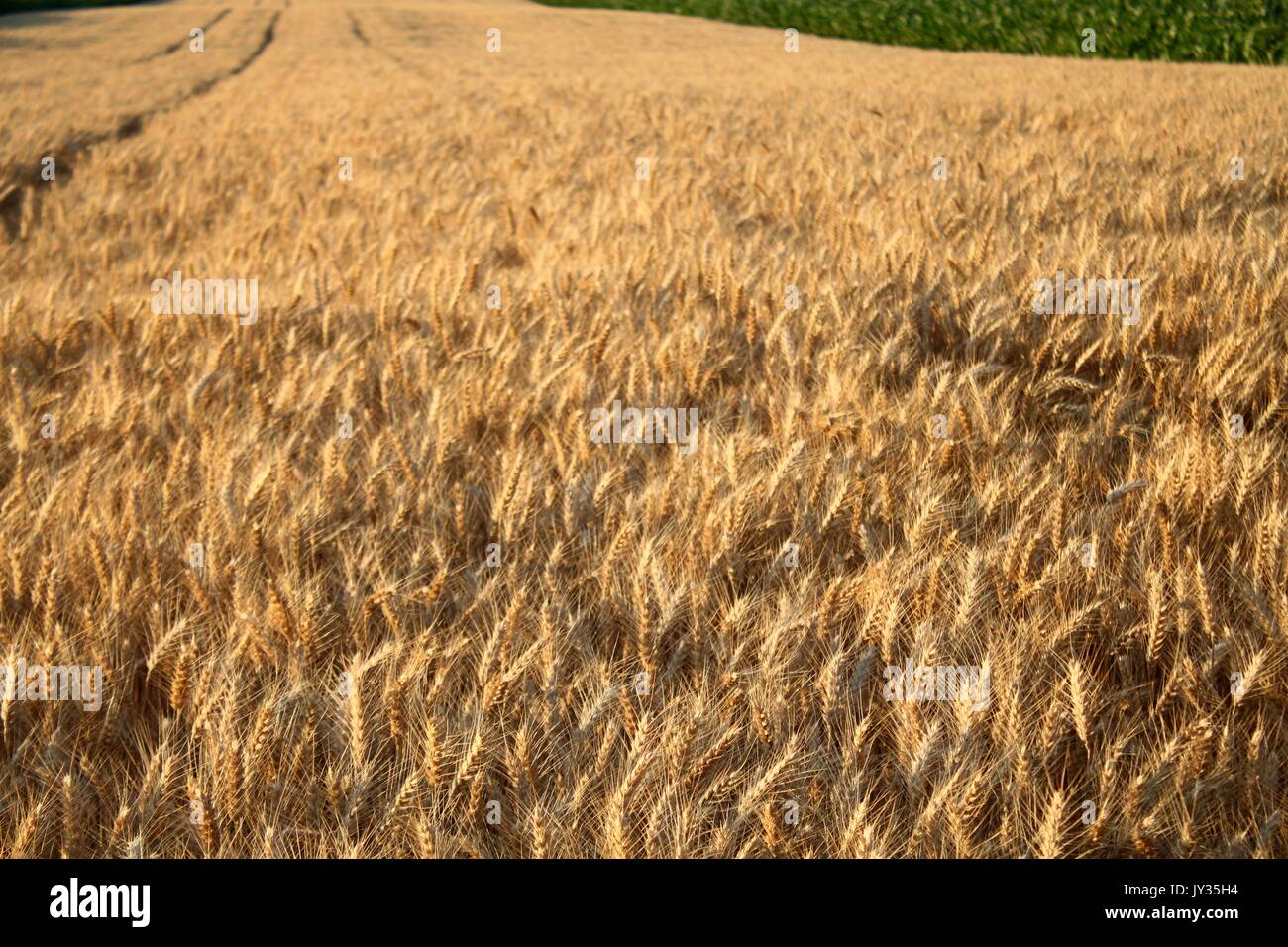 Golden barley hi-res stock photography and images - Alamy