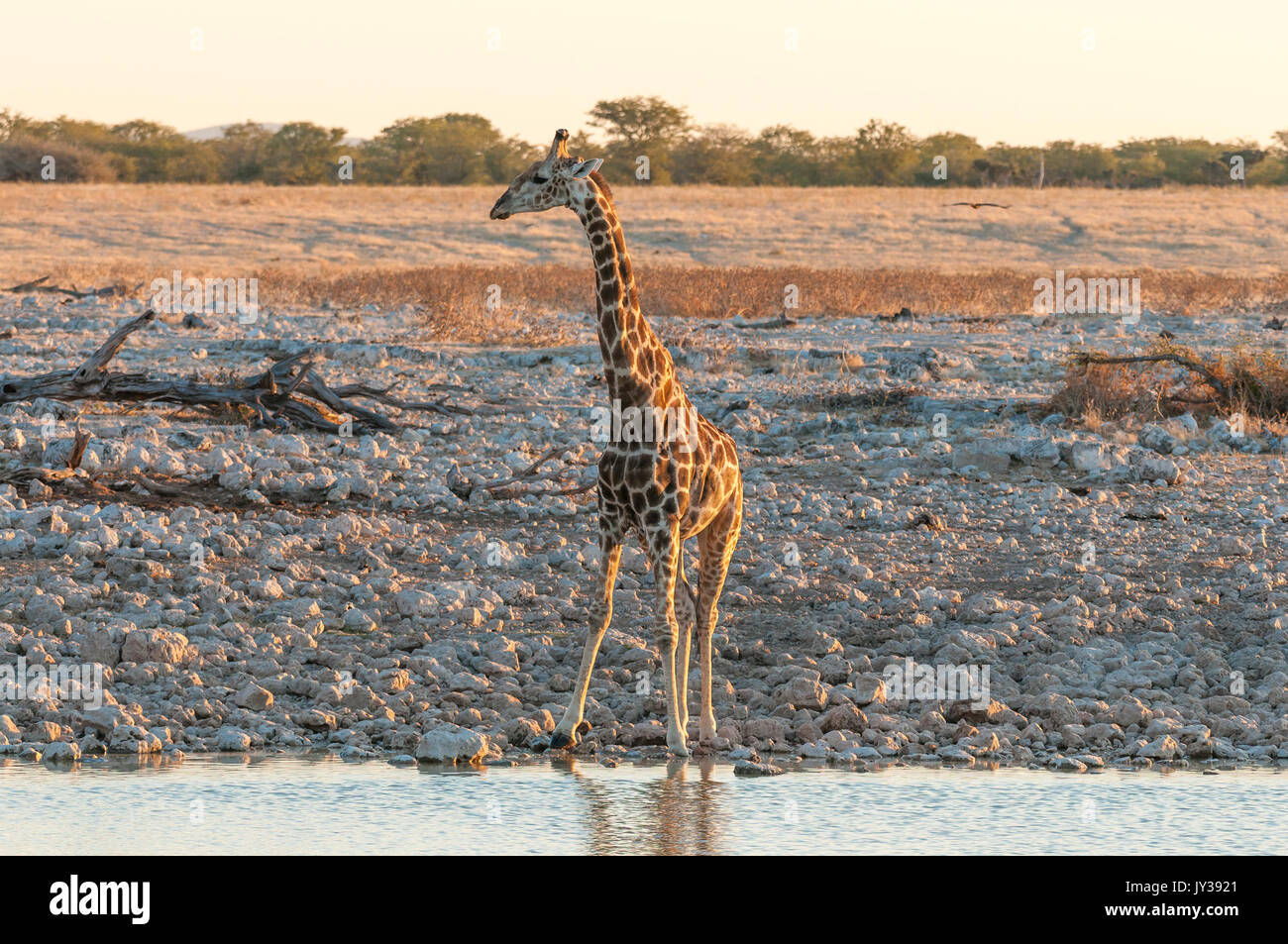 A Namibian Giraffe, Giraffa camelopardalis angolensis, at a waterhole ...