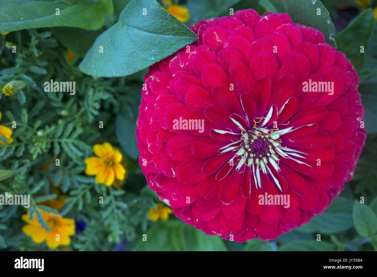 Sunflower tribe hi-res stock photography and images - Alamy