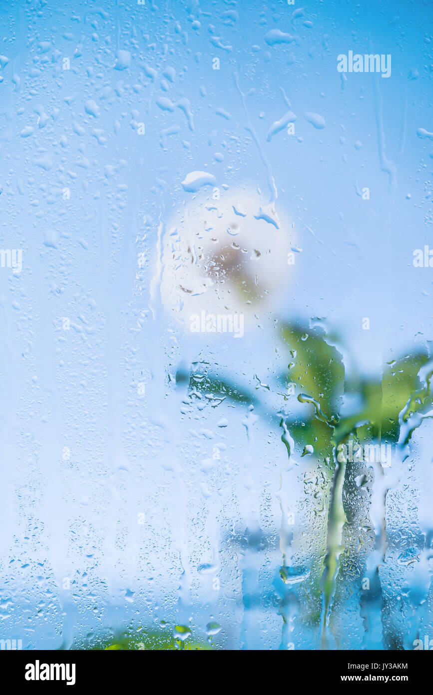 Simple still life with summer rain, drops on a window and dandelions in ...