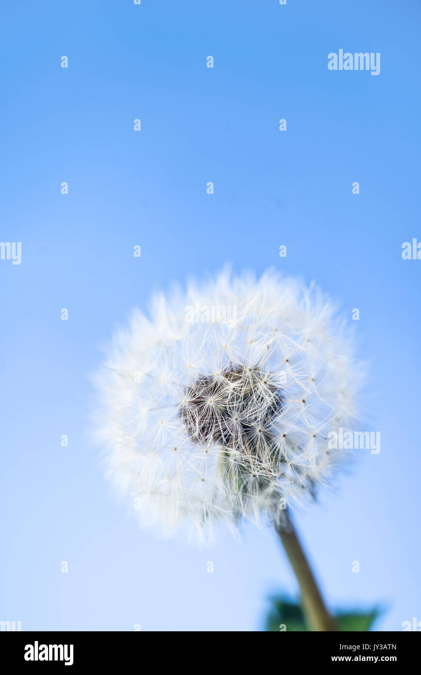 Dandelion close-up on a sky blue background Stock Photo - Alamy