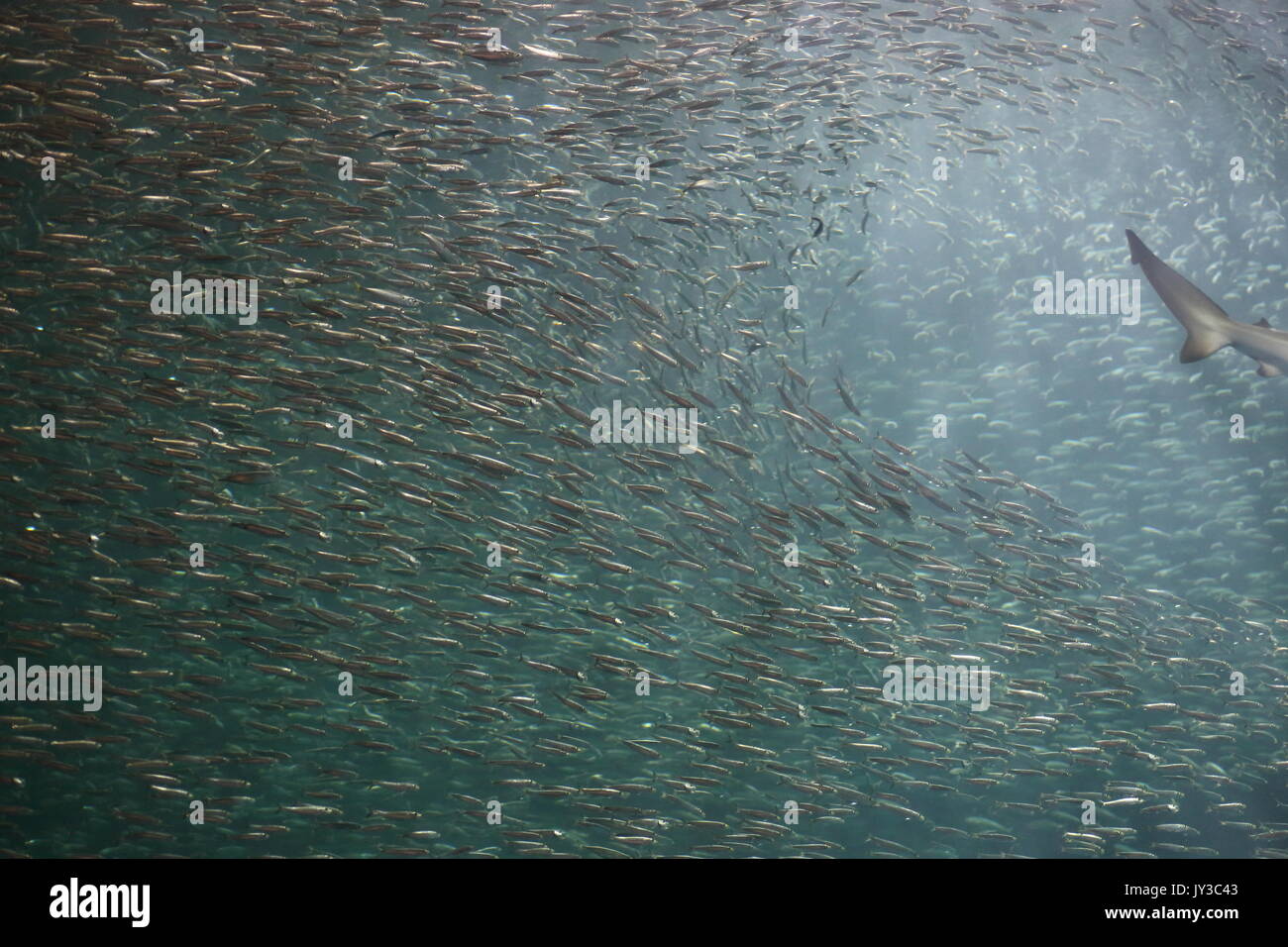 A school of Japanese sardine or Japanese pilchard (Sardinops ...