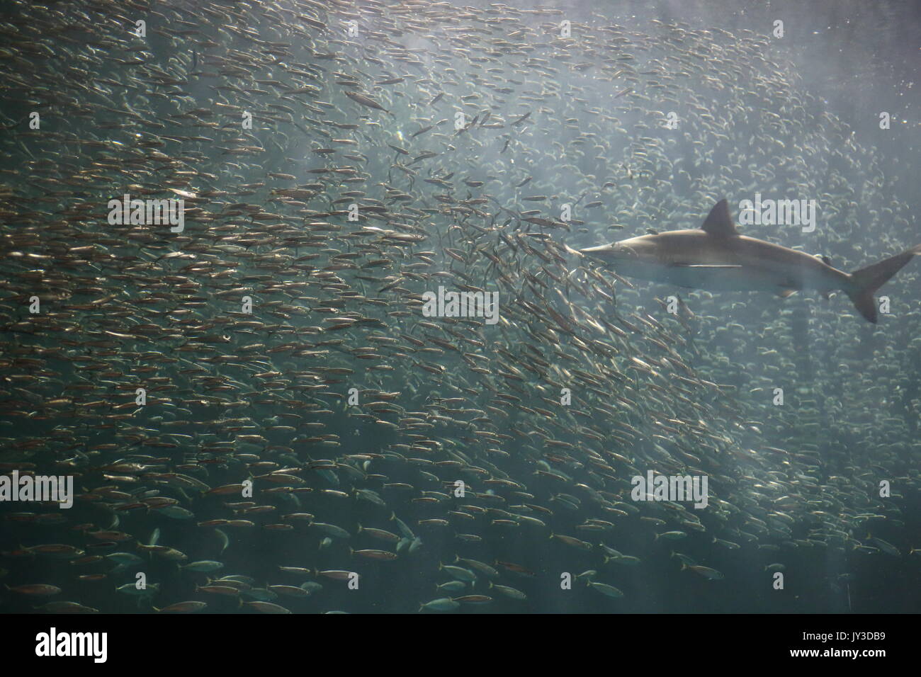 A school of Japanese sardine or Japanese pilchard (Sardinops ...
