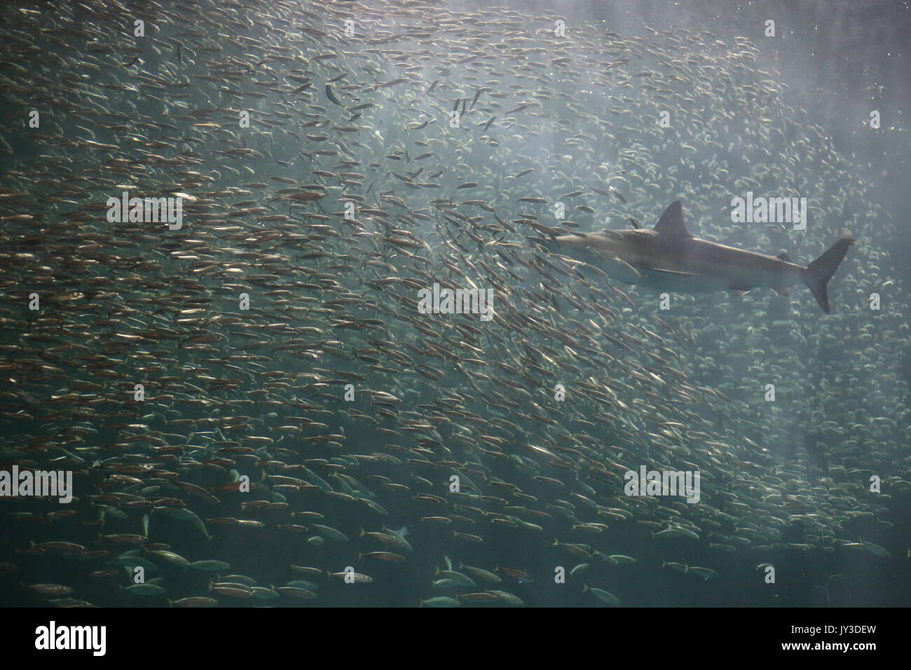 A school of Japanese sardine or Japanese pilchard (Sardinops ...
