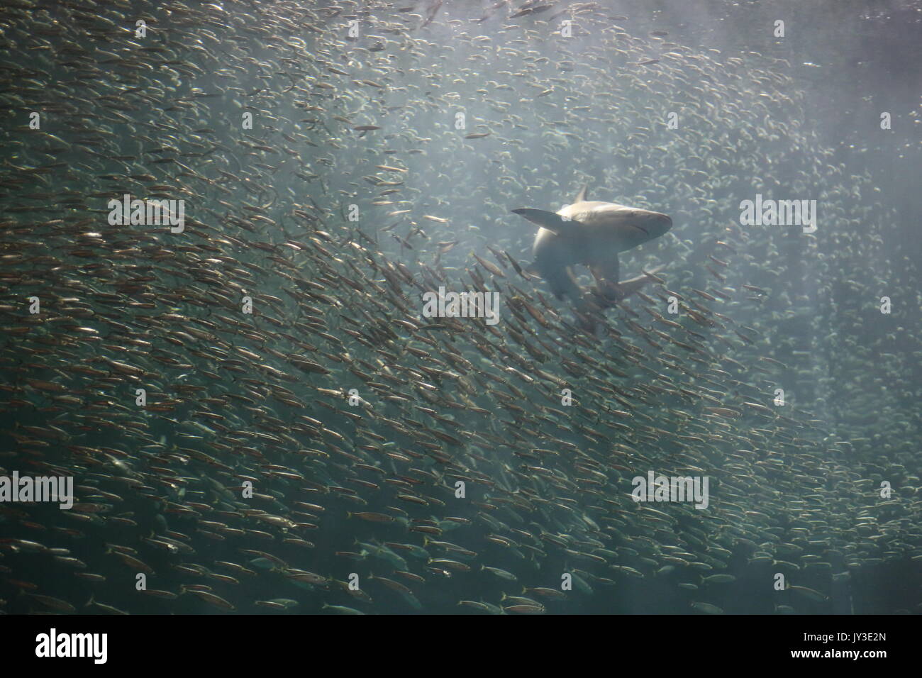 A school of Japanese sardine or Japanese pilchard (Sardinops ...