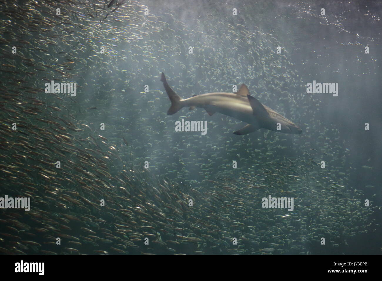A school of Japanese sardine or Japanese pilchard (Sardinops ...