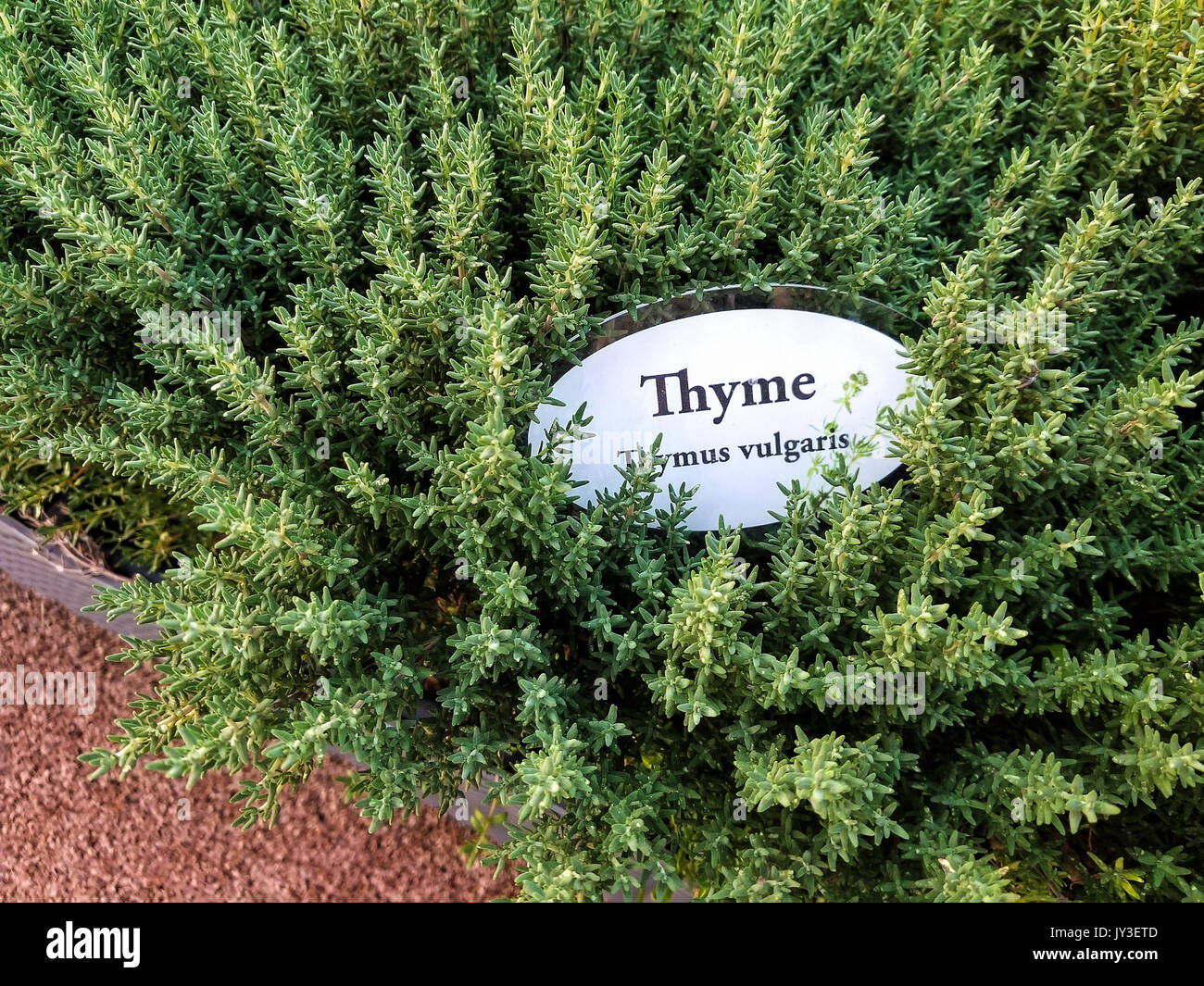 Thyme Spice Plant