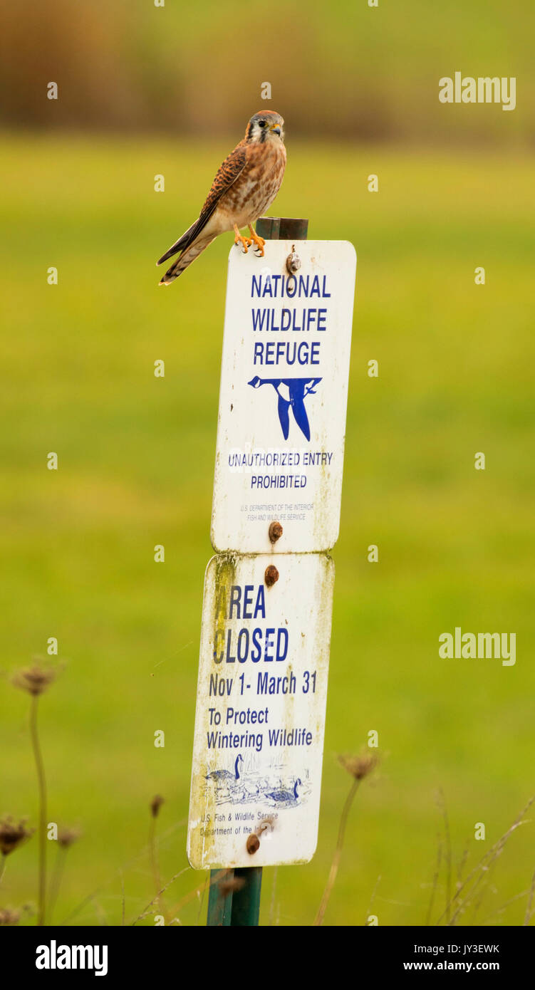 American kestrel, William Finley National Wildlife Refuge, Oregon Stock ...