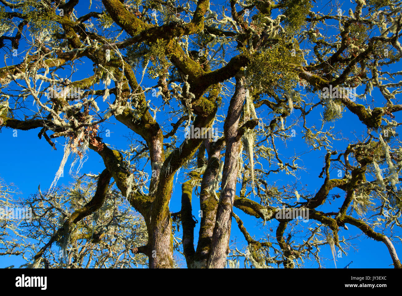 Oregon white oak with mistletoe, William Finley National Wildlife ...