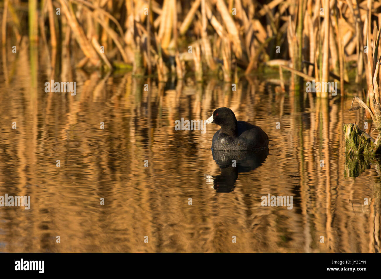 American coot, Talking Water Gardens, Albany, Oregon Stock Photo - Alamy