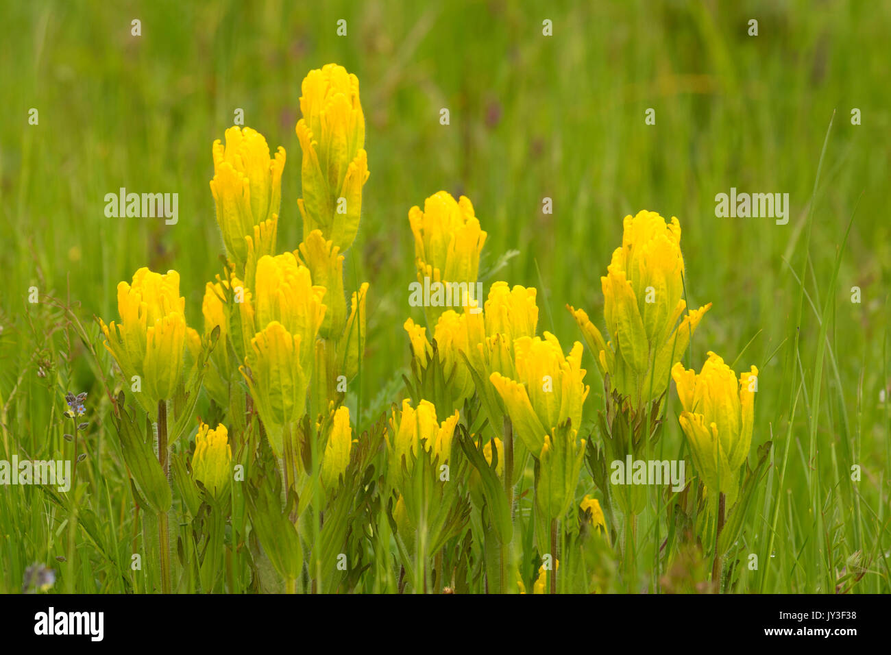 Golden indian paintbrush (Castilleja levisecta), William Finley ...