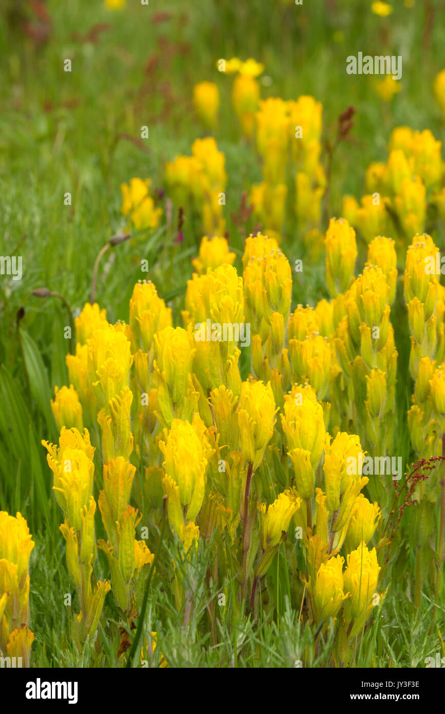 Levisecta hi-res stock photography and images - Alamy