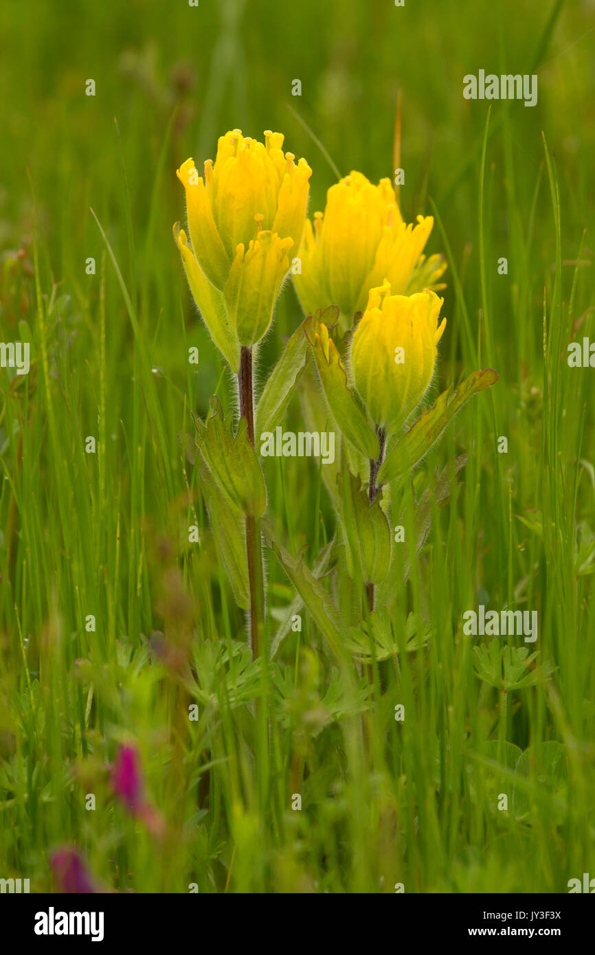 Golden indian paintbrush (Castilleja levisecta), William Finley ...