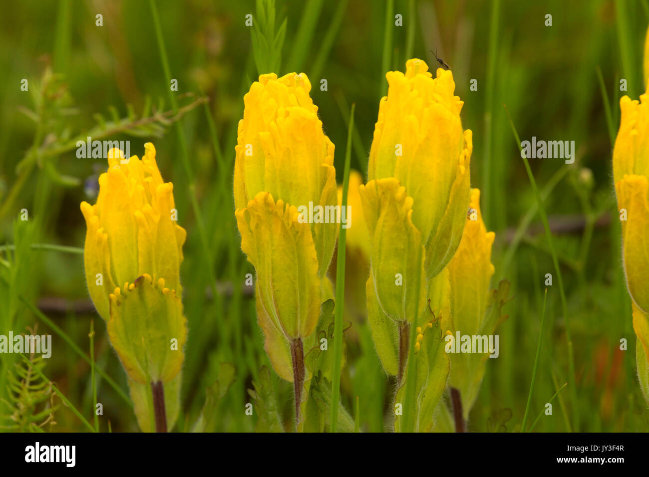 Golden indian paintbrush (Castilleja levisecta), William Finley ...