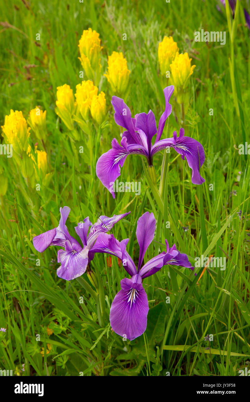 Golden indian paintbrush (Castilleja levisecta) with Oregon iris ...
