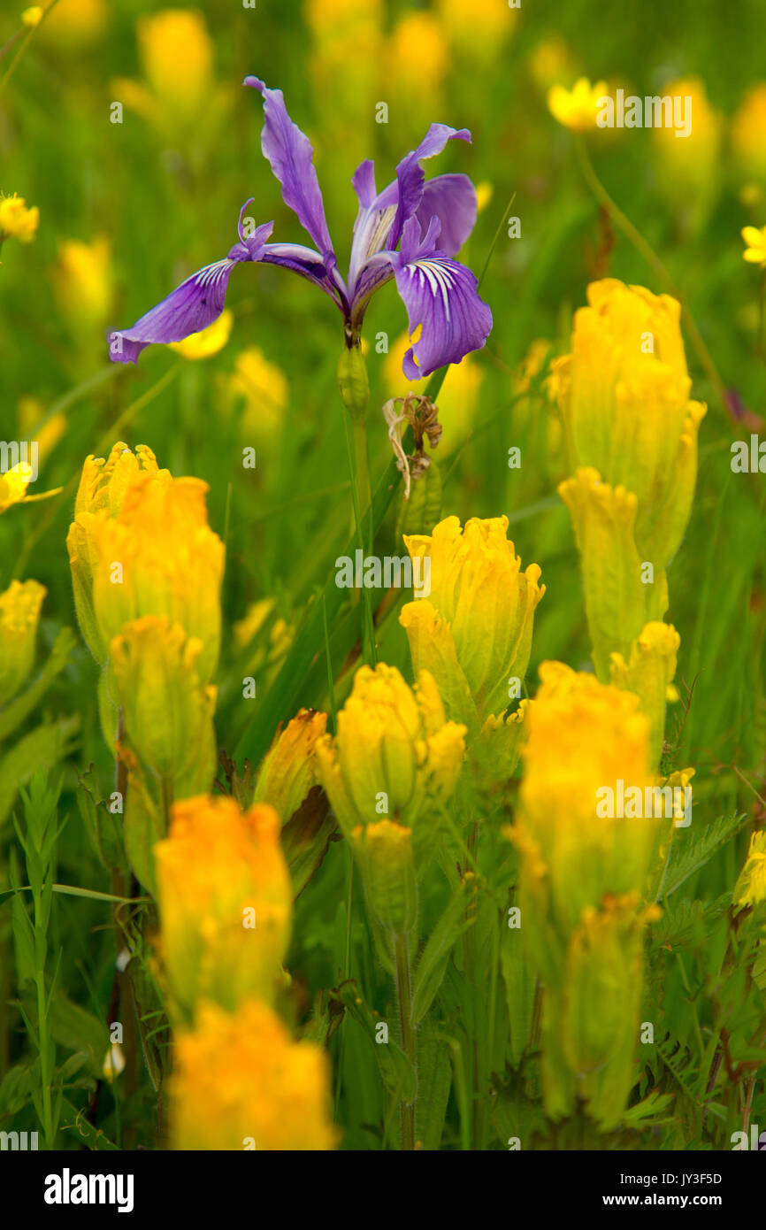 Golden indian paintbrush (Castilleja levisecta) with Oregon iris ...