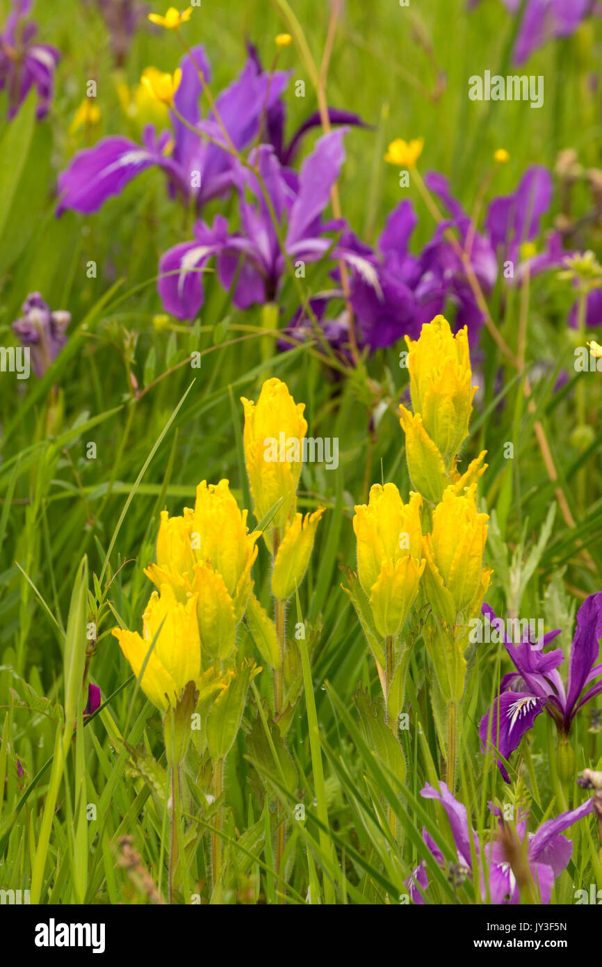 Golden indian paintbrush (Castilleja levisecta) with Oregon iris ...