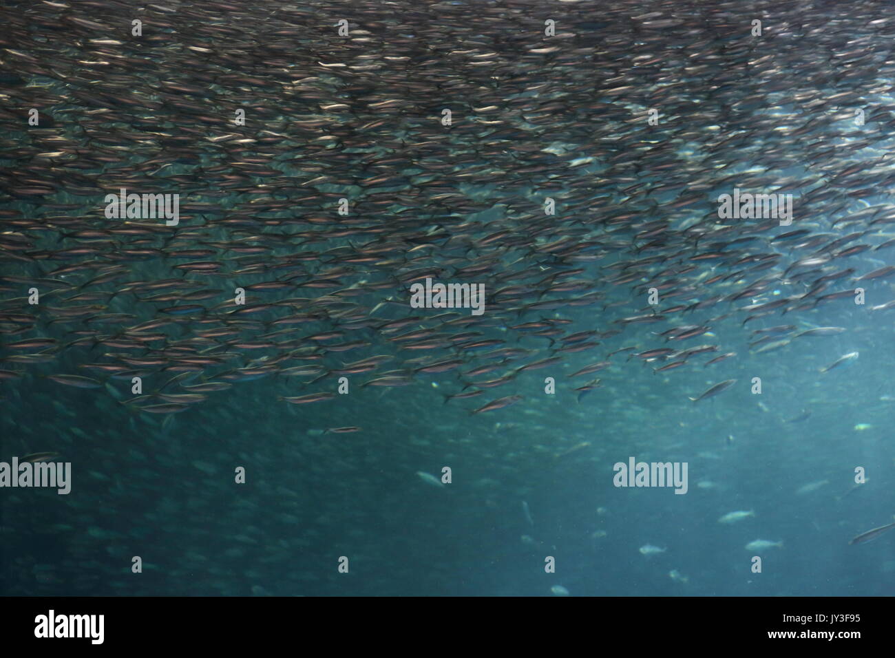 A school of Japanese sardine or Japanese pilchard (Sardinops ...
