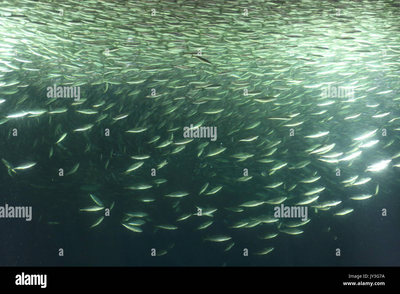 A school of Japanese sardine or Japanese pilchard (Sardinops ...